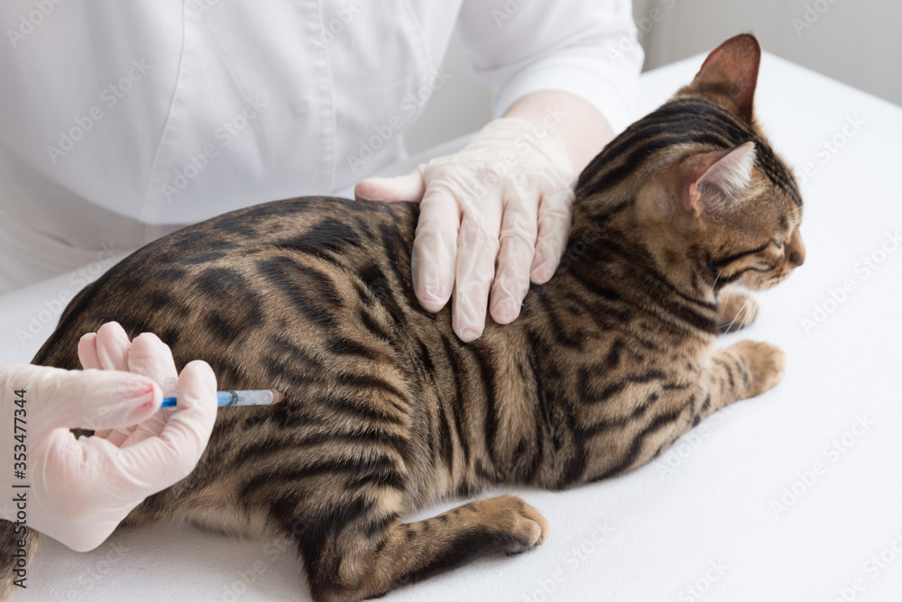 The cat is located on the table in front of the veterinarian. The ...