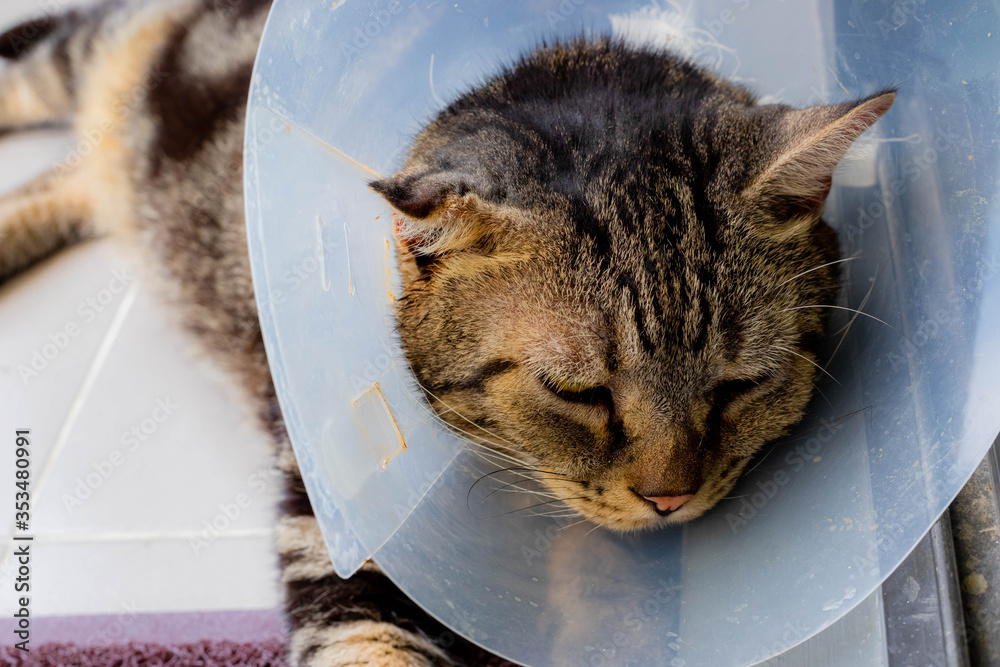 Cat that wear collar because it's infected with hematoma and relax in ...