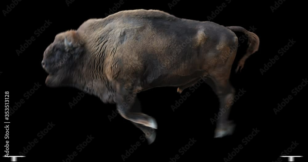 European Wood Bison running realistic animation. Isolated Wisent video ...