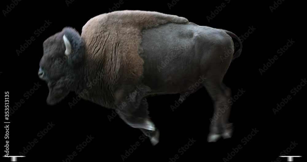 American Bison running realistic animation. Isolated animal video ...
