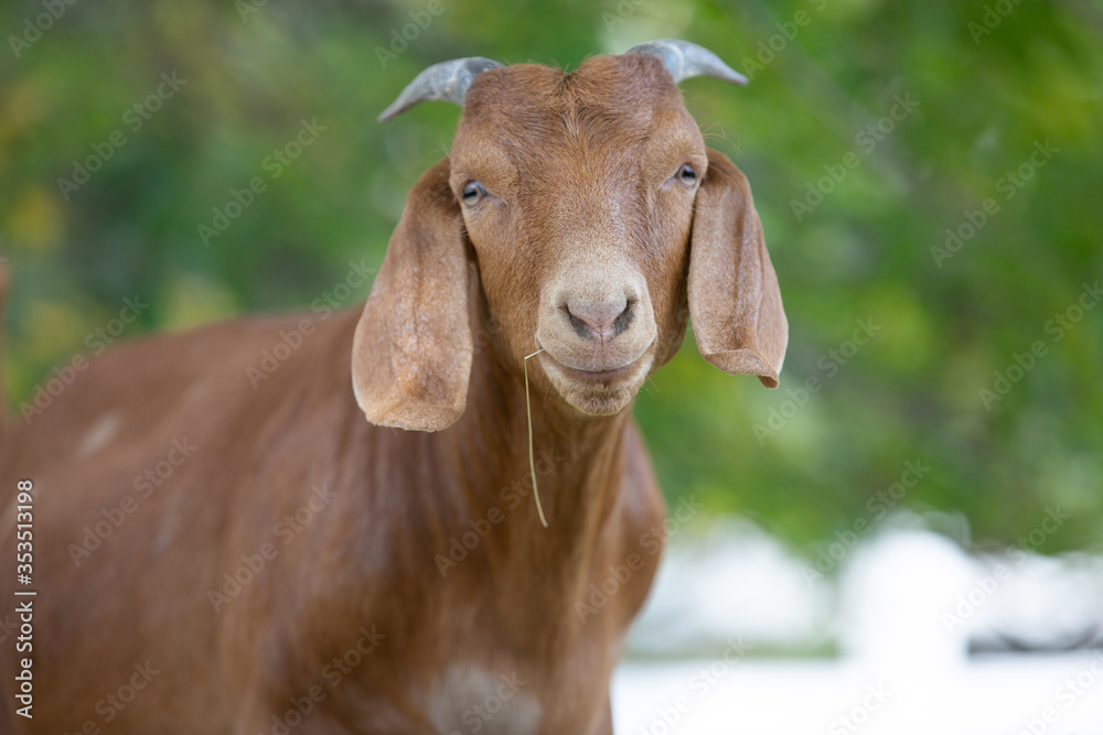 The domestic goat or simply goat is a subspecies of C. aegagrus ...