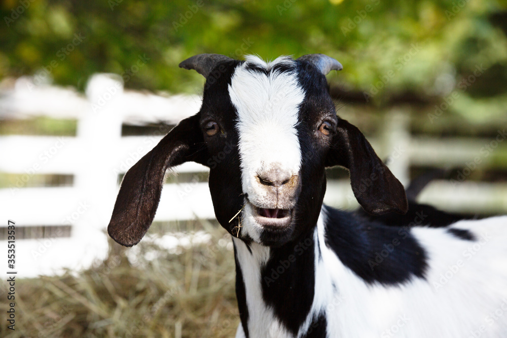 The domestic goat or simply goat is a subspecies of C. aegagrus ...