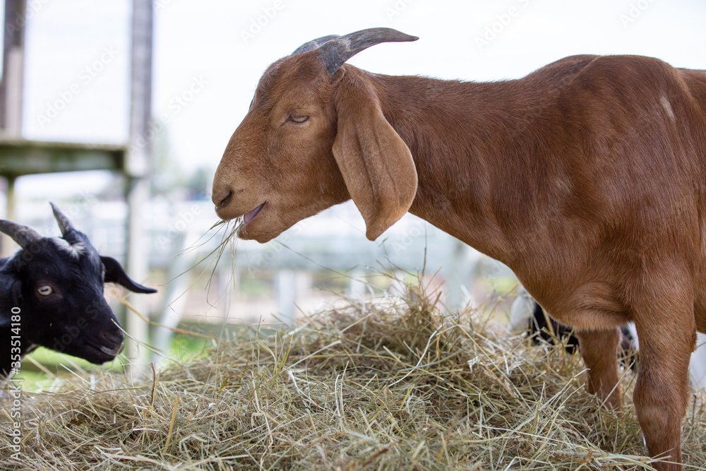 The domestic goat or simply goat is a subspecies of C. aegagrus ...