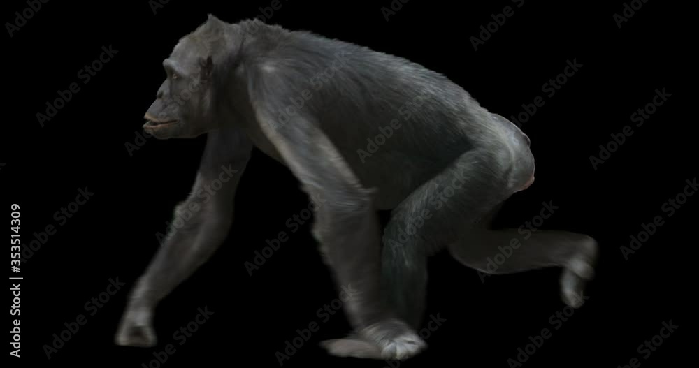 Ape Chimp walking realistic animation. Isolated chimpanzee video ...