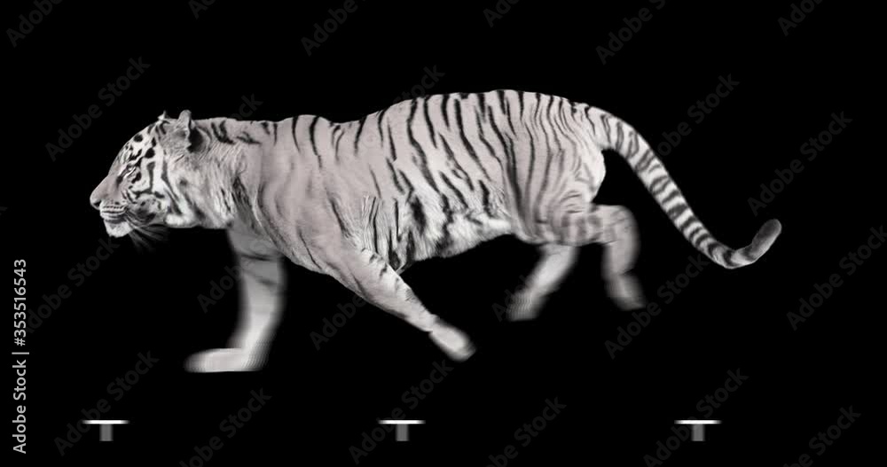 White tiger running realistic animation. Isolated animal video ...