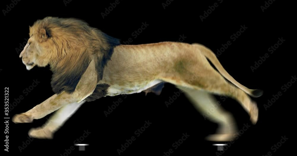 Lion running realistic animation. An isolated animal video including an ...