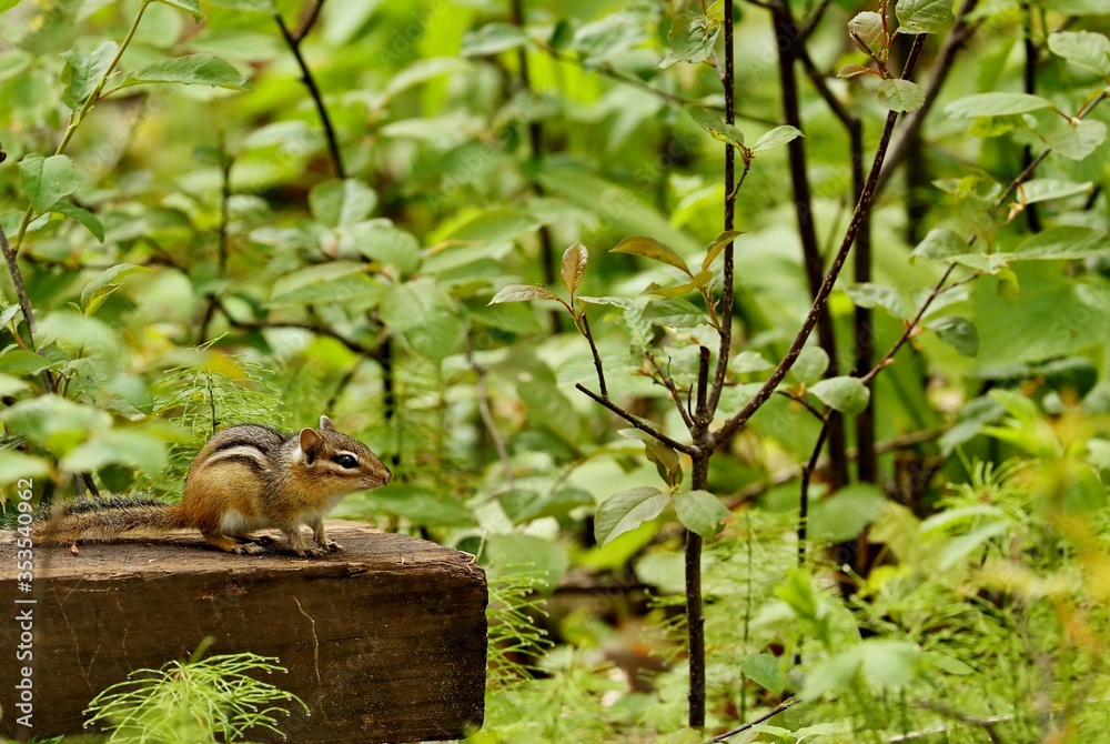 The eastern chipmunk (Tamias striatus) has seven stripes on its body ...