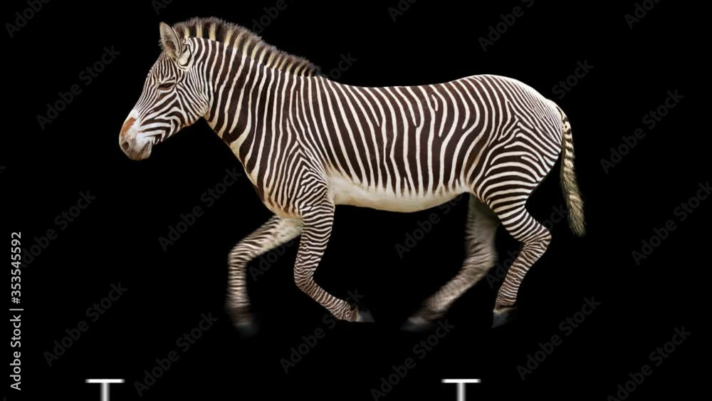 Zebra running realistic animation. Isolated animal video including ...