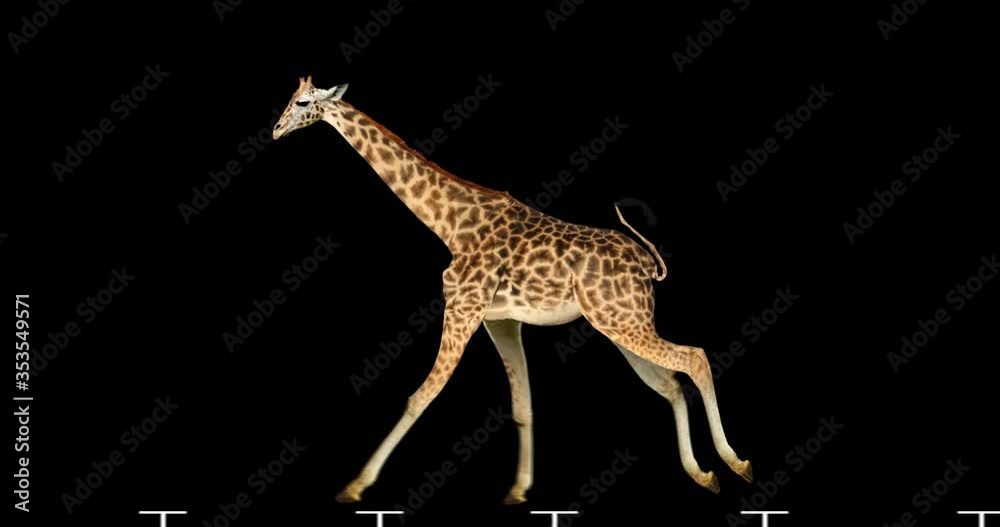 Giraffe running is realistic animation. Isolated animal video including ...