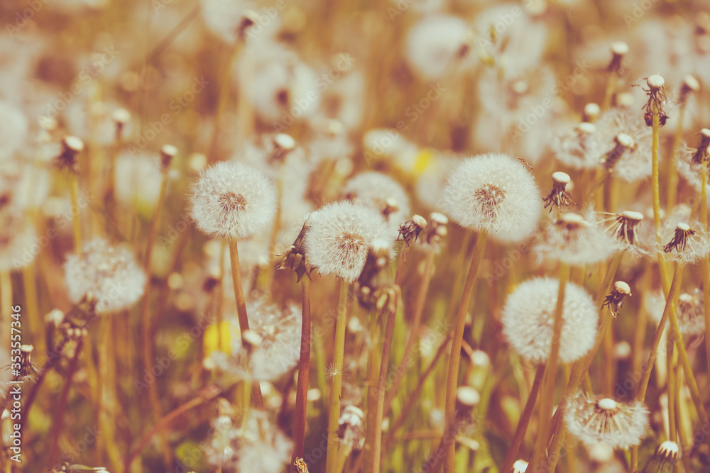 Dandelion Background Vintage