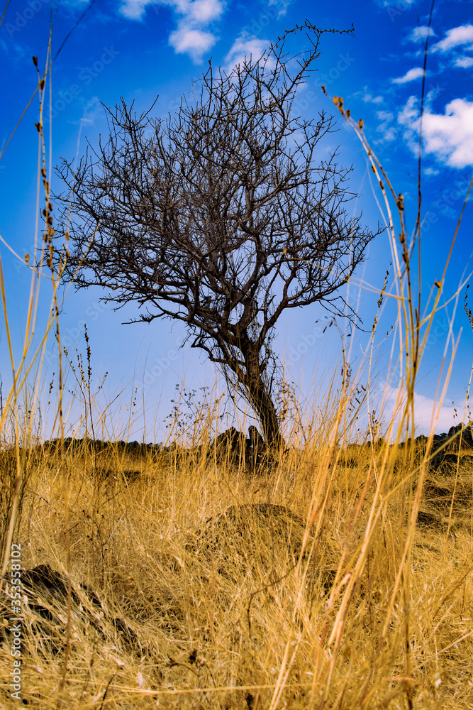 Árbol de copal Stock Photo | Adobe Stock
