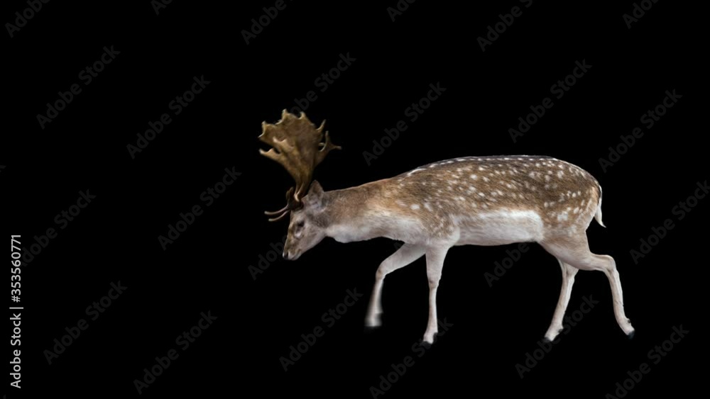 Fallow deer grazing. Two variations with and without horns(Buck and Doe ...