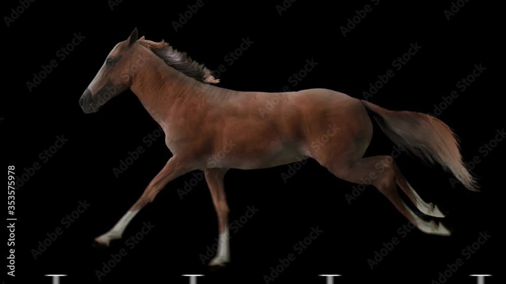 Red chestnut horse running gallop realistic animation. Isolated animal ...