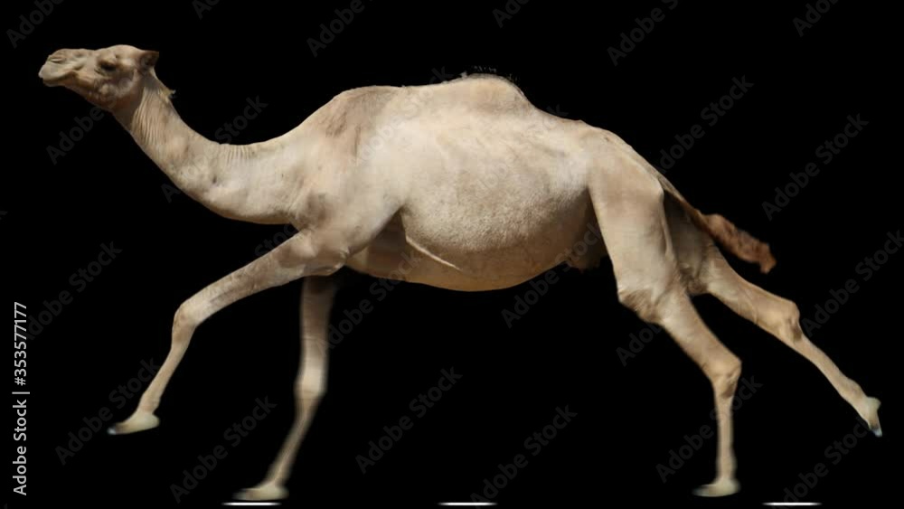 Arabian camel running realistic animation. Isolated Somali one-humped ...