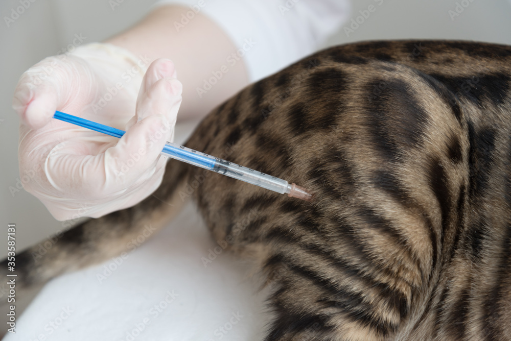 The cat is located on the table in front of the veterinarian. The ...