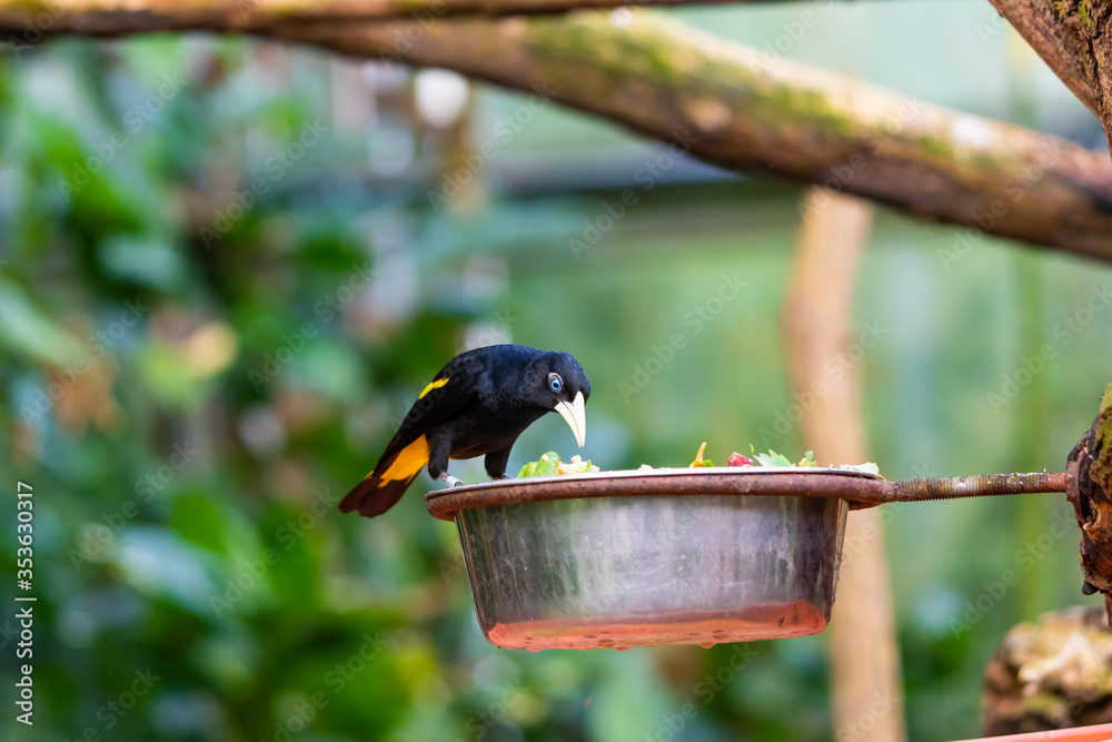Feeding of small yellow rumped Cacique bird (latin name Cacicus cela ...