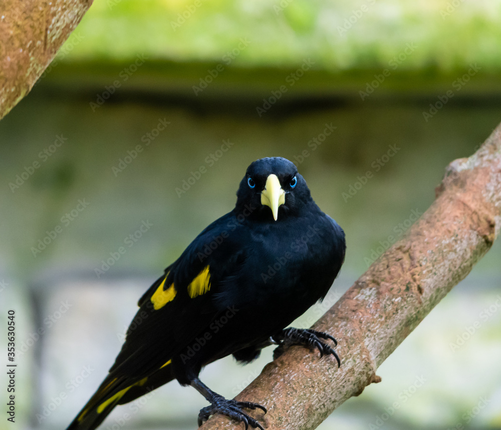 Yellow rumped bird named Cacique (latin name Cacicus cela) is hiding in ...