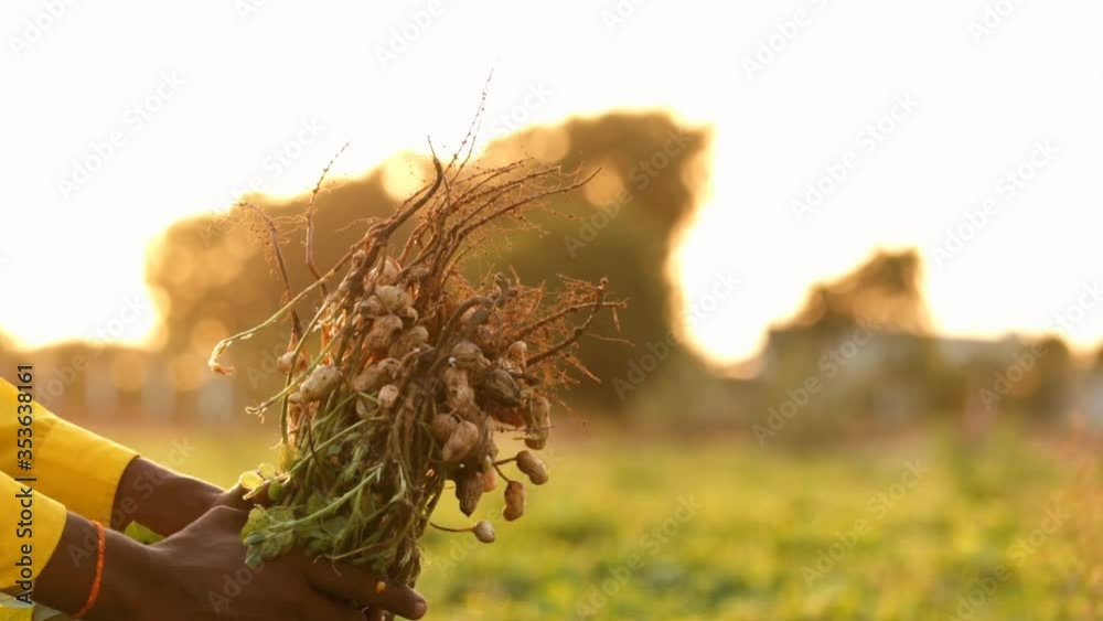 farmer to pull peanut tree or plants,green peanuts plants with roots ...