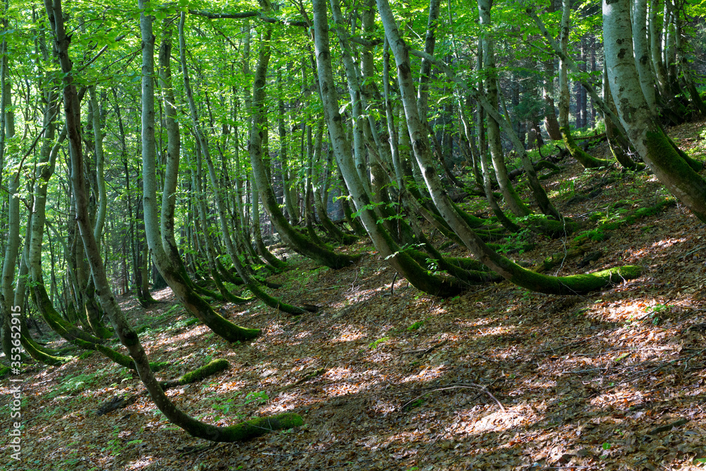 Trees of rare curved shape grow in a forest on a slope Stock Photo ...