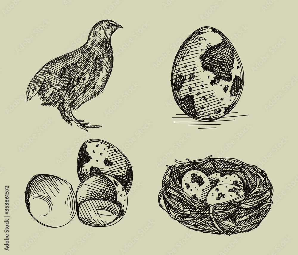 Hand-drawn sketch of quail set. The set consists of a quail, quail eggs ...