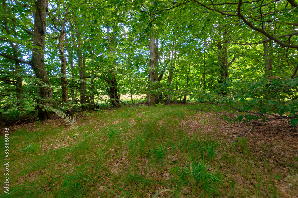 beech forest in summer. trees in lush green foliage. beautiful nature ...