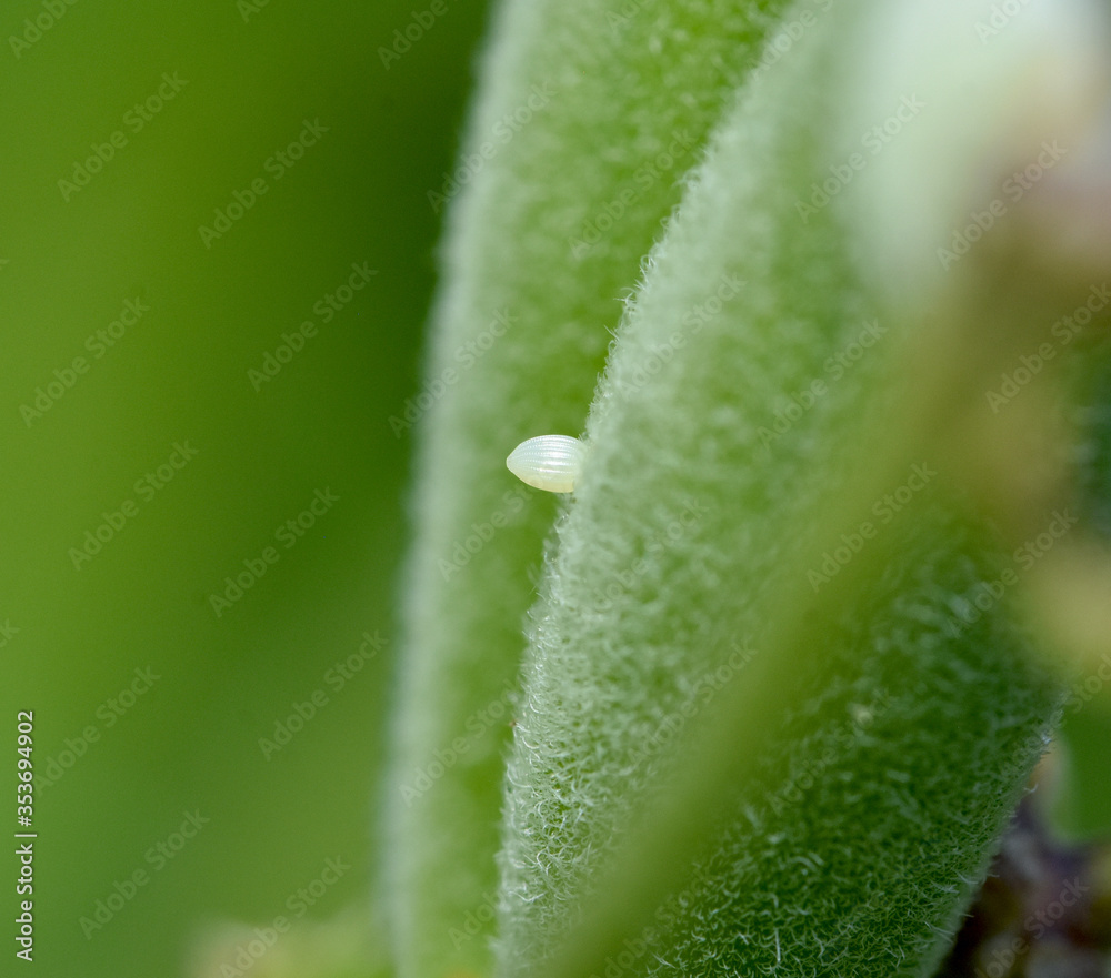 Sideview of a small white Monarch egg deposited on a milkweed seed pod ...