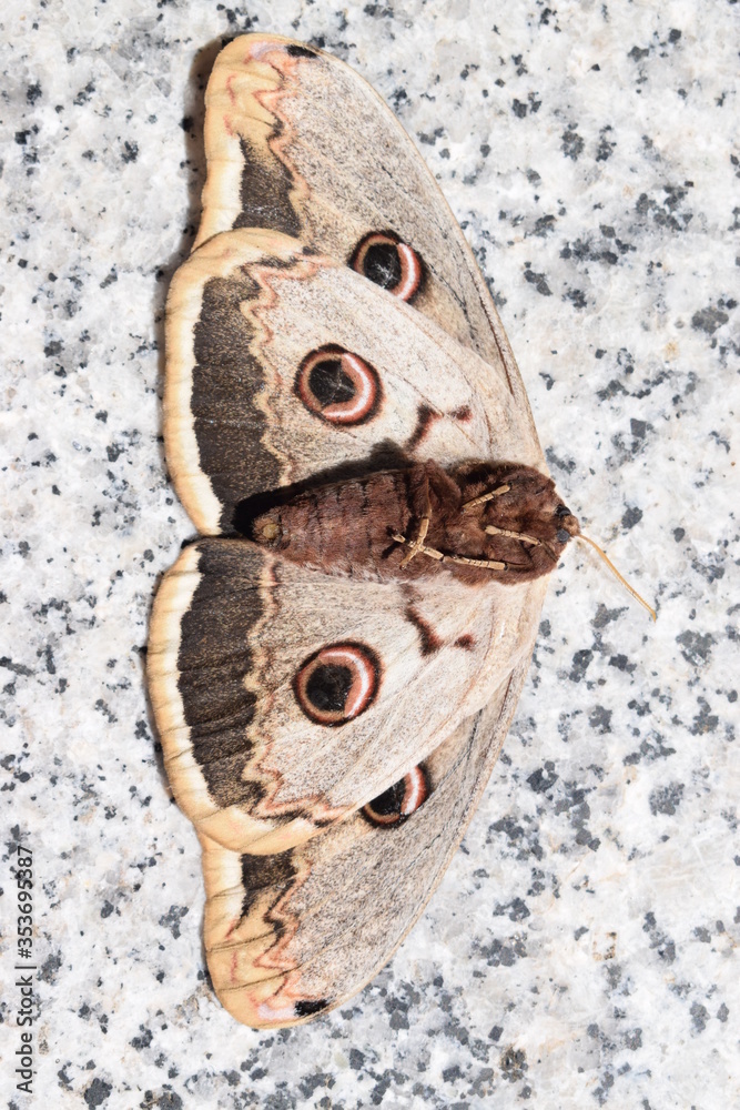 Giant peacock moth, known also as great peacock moth, giant emperor ...