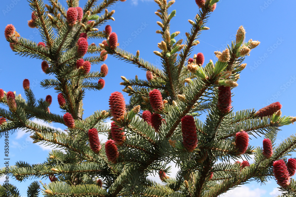 Spring fir tree with young raspberry cones sticking out like candles ...