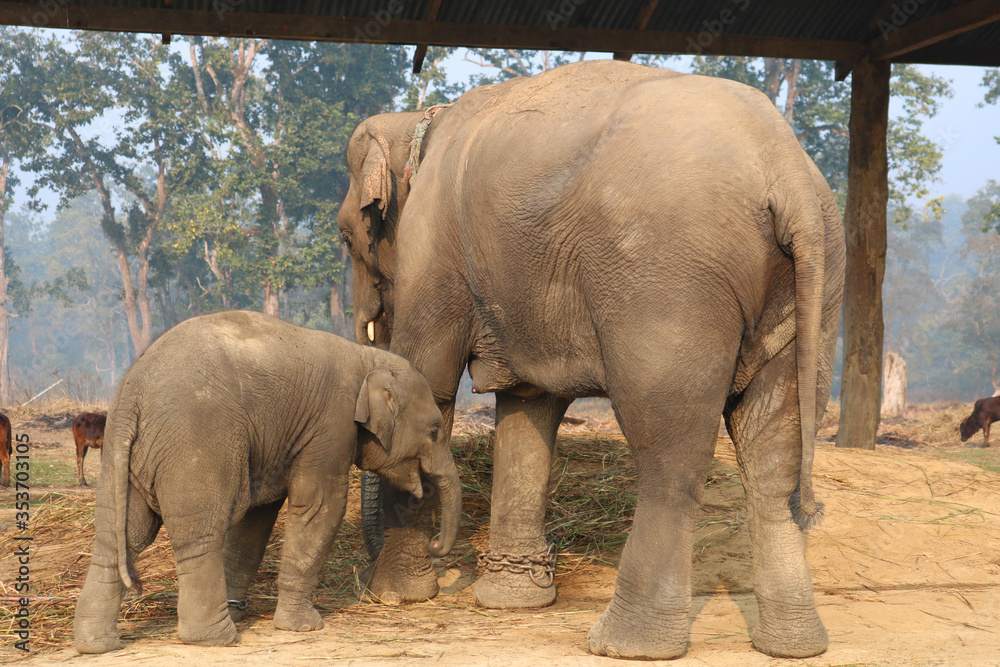 BABY ELEPHANT BREASTFEEDING. ELEPHANT BREASTFEEDING IN CHITWAN Stock ...