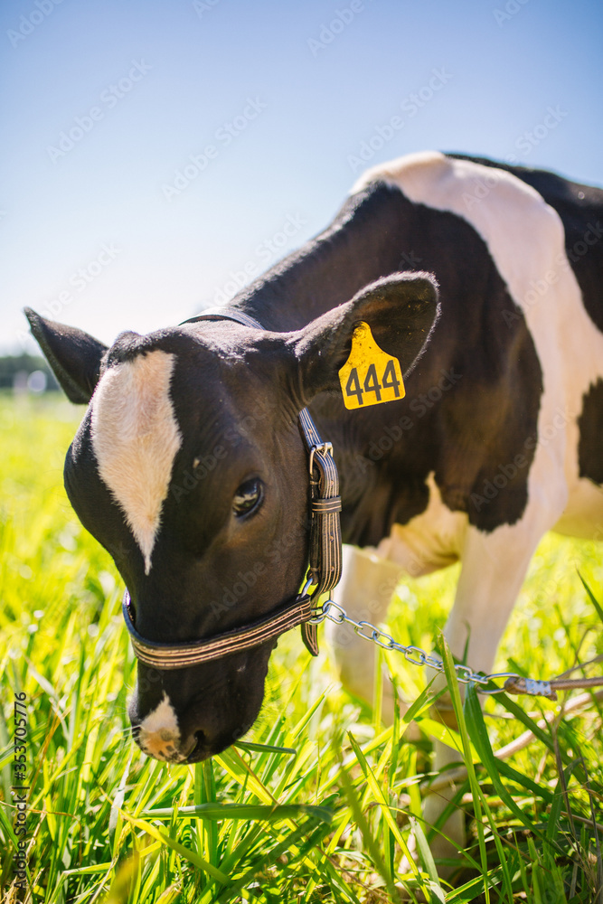 Cow Farm, Fazenda de Vacas, Cow Milk, Vacas de Leite, Fazenda de Leite ...