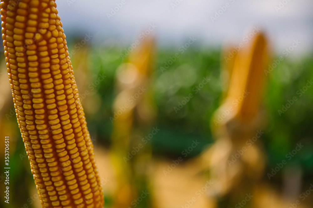 corn on the cob, corn yellow, milho amarelo, plantação de milho, milho ...