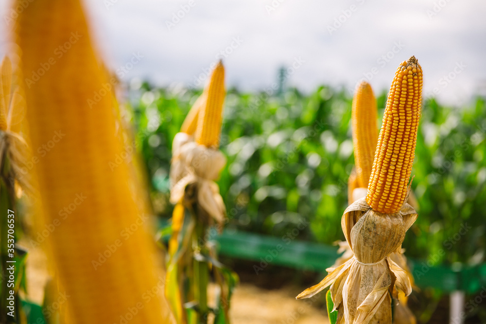 corn on the cob, corn yellow, milho amarelo, plantação de milho, milho ...