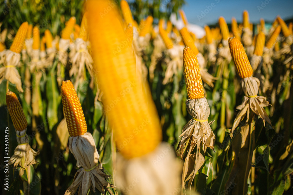 corn on the cob, corn yellow, milho amarelo, plantação de milho, milho ...