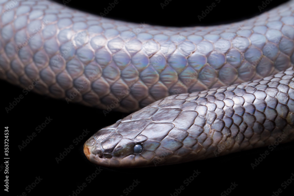 Xenopeltis unicolor Shedding it's Skin. Common names: sunbeam snake is ...