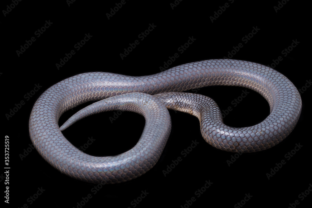 Xenopeltis unicolor Shedding it's Skin. Common names: sunbeam snake is ...