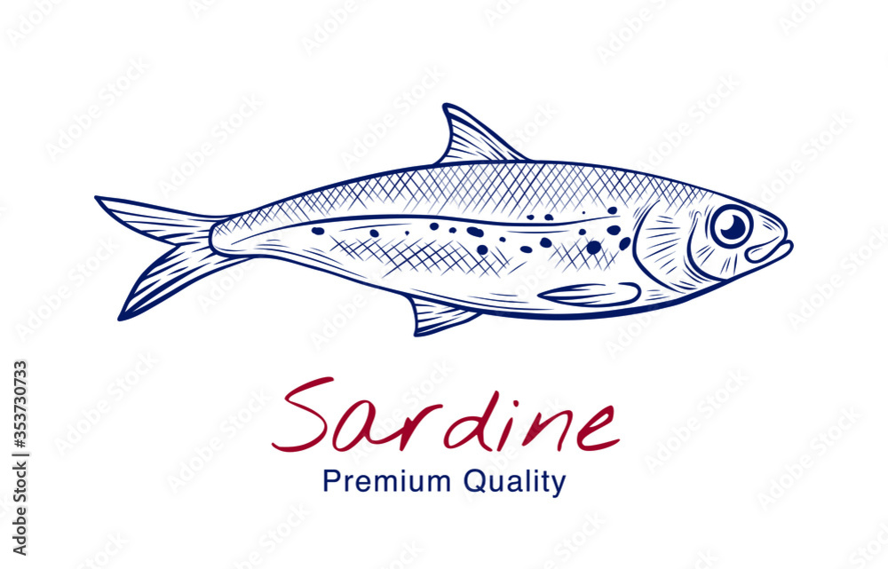 Vector sketch illustration of fresh sardine fish drawing isolated on ...