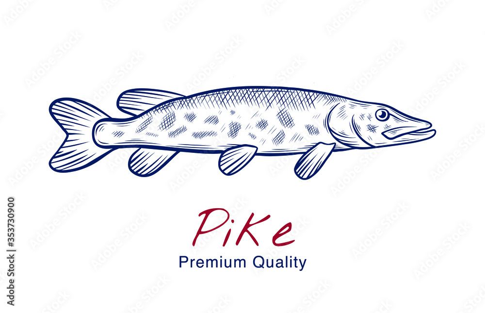 Vector sketch illustration of fresh pike fish drawing isolated on white ...