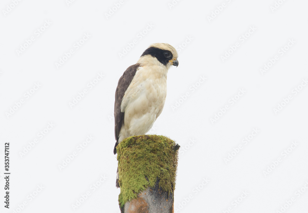 Laughing Falcon Stock Photo | Adobe Stock