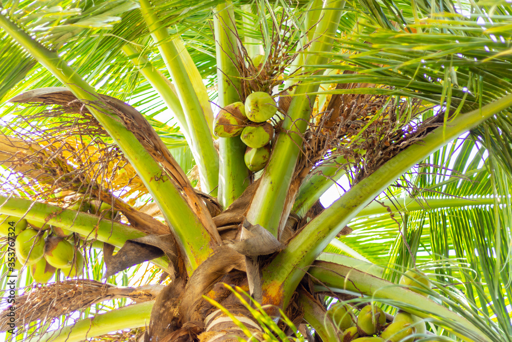Green Coconut tree with bunch of coconuts and flowers . A tropical ...