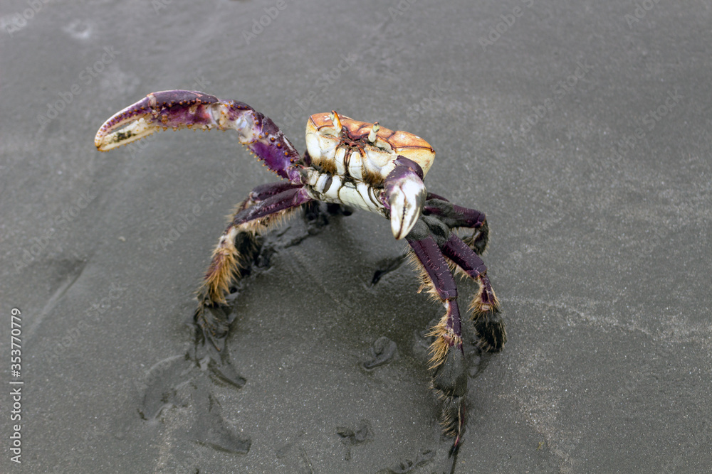 Mangrove crab (Ucides cordatus) known as "caraguejo uçá" walking on the ...