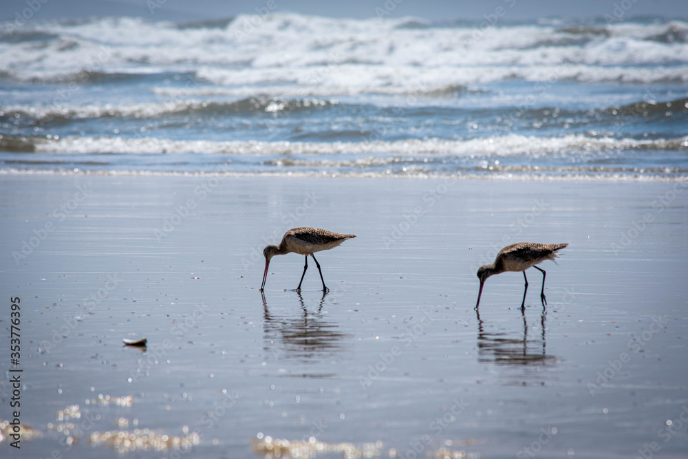 Las aves del mar Stock Photo | Adobe Stock