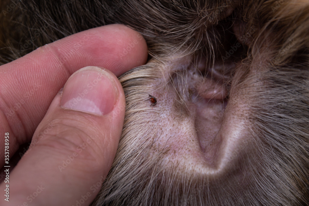 tick on skin of dog's ear. high risk of tick-borne diseases Stock Photo ...