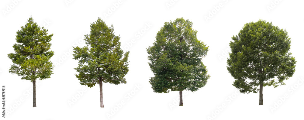 Collection Beautiful Trees Isolated on white background , Suitable for ...
