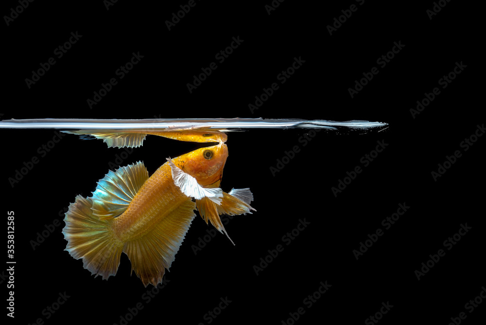 Halfmoon fighting fish is a beautiful betta fish with a half-circle ...