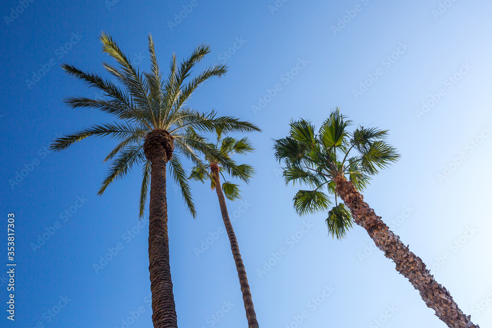 Giant palm trees of Phoenix and Washingtonia robusta, the Mexican fan ...