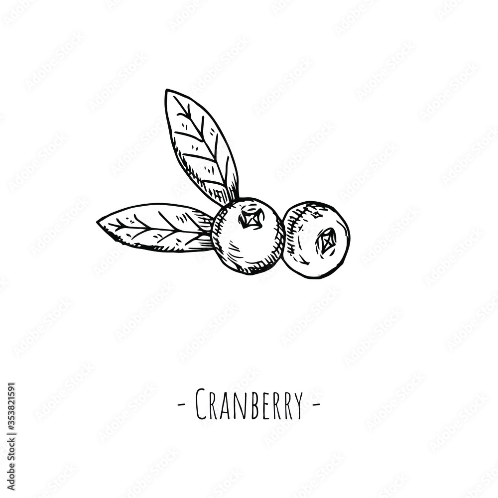 Cranberry. Isolated objects on white. Vector cartoon illustration. Hand ...