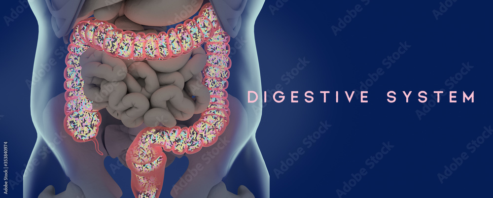 Human microbiome large intestine filled with bacteria. Title ...