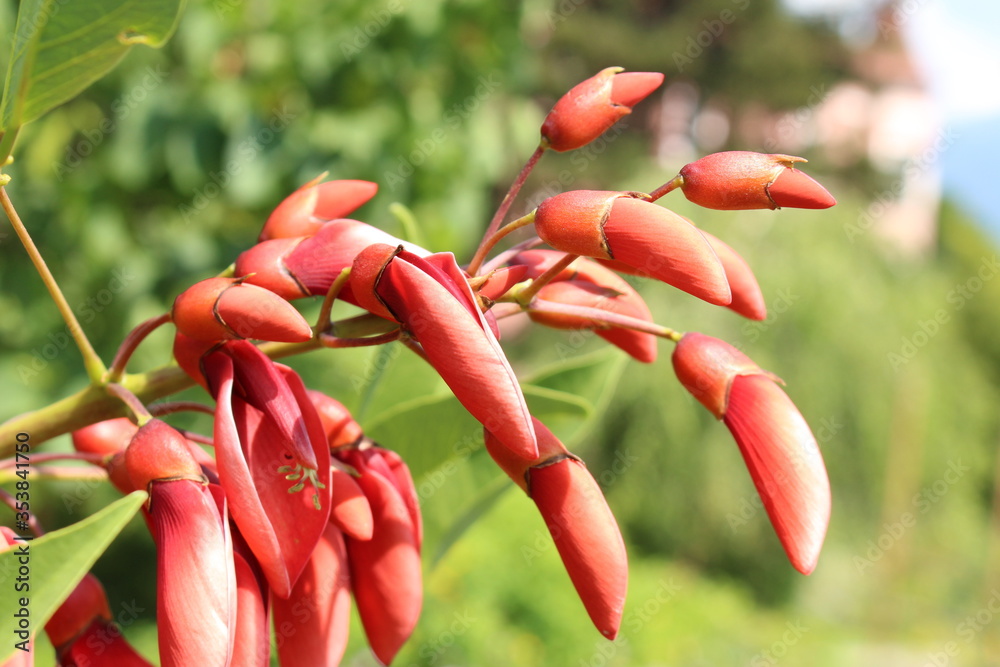 "Cockspur Coral Tree" flowers (or Cry Baby, Firemans Cap, Brazilian ...
