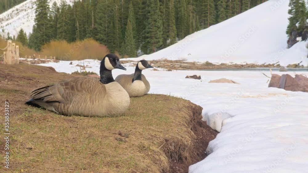 real time geese sit pose mountains rocks cliff top stones day afternoon ...