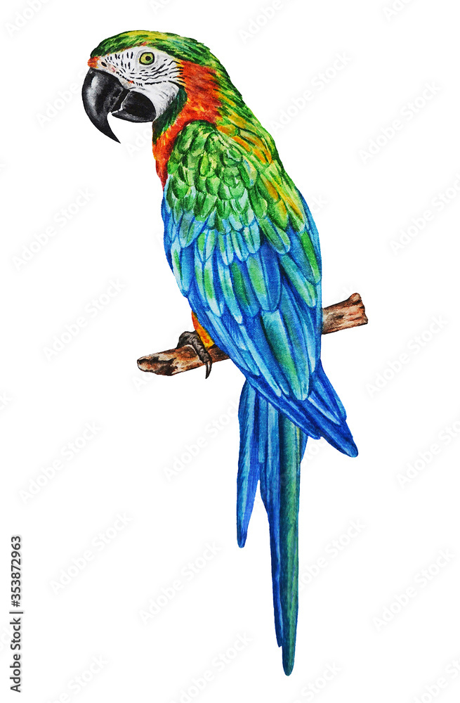 Realistic Drawings Of Parrots